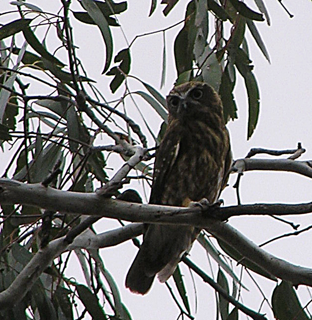 Bird monitoring data – Loddon Plains Landcare Network Inc.