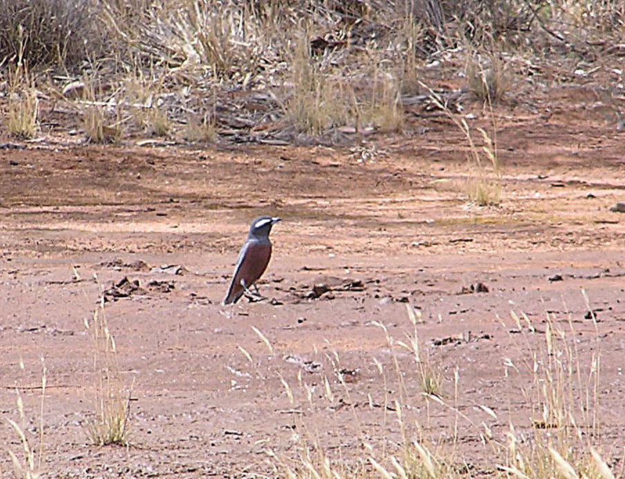 Bird monitoring stories – Loddon Plains Landcare Network Inc.