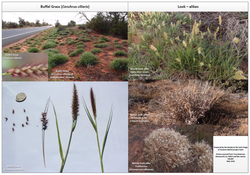 Weed Alert – Buffel Grass – Loddon Plains Landcare Network Inc.